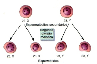 Embriologia humana: Espermatogênese