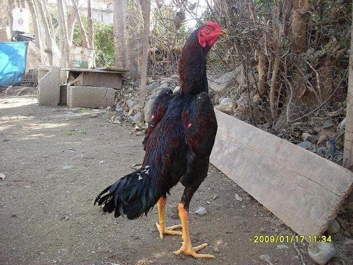 HİNT HOROZLARIMIN RESİMLERİ