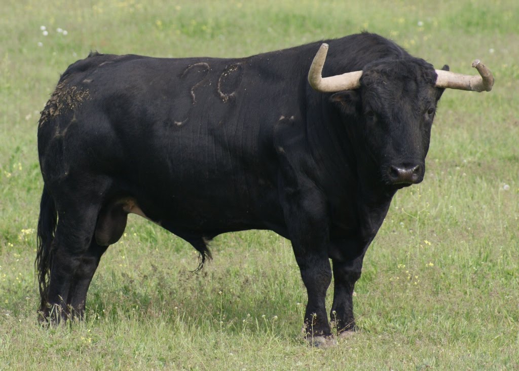TOROS LA PLANA servicios taurinos: TOROS PARA MADRID