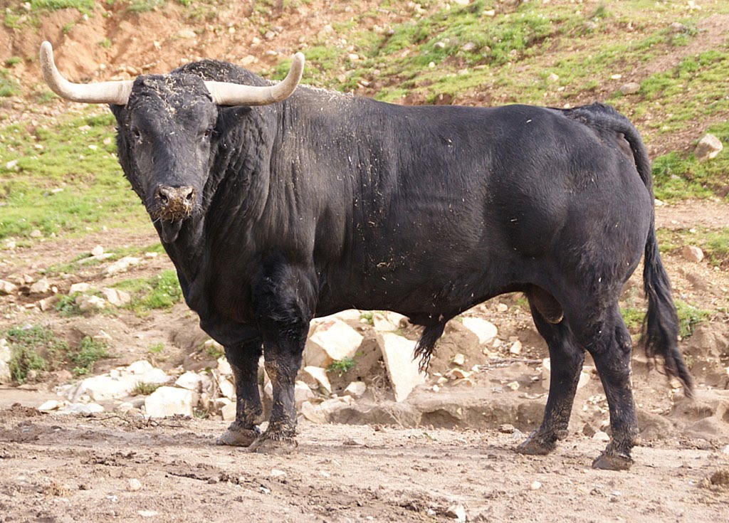 TOROS LA PLANA servicios taurinos: TORO VENDIDO PARA ALMASSORA