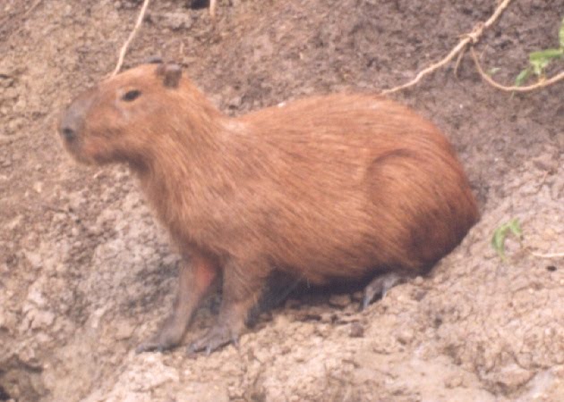 Capybara (Hydrochoerus hydrochaeris): Classification