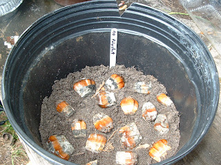 A Yard In Fort Pierce: Pandanas utilis ( Screw Pine ) Seed Germination ...