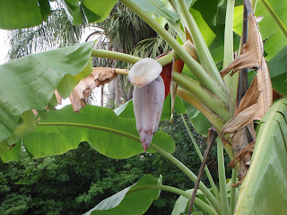 A Yard In Fort Pierce: Misi Luki Banana Tree Update 1