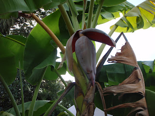 A Yard In Fort Pierce: Misi Luki Banana Tree Update 1