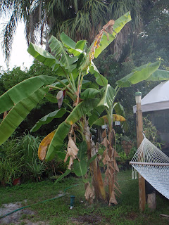 A Yard In Fort Pierce: Misi Luki Banana Tree Update 1