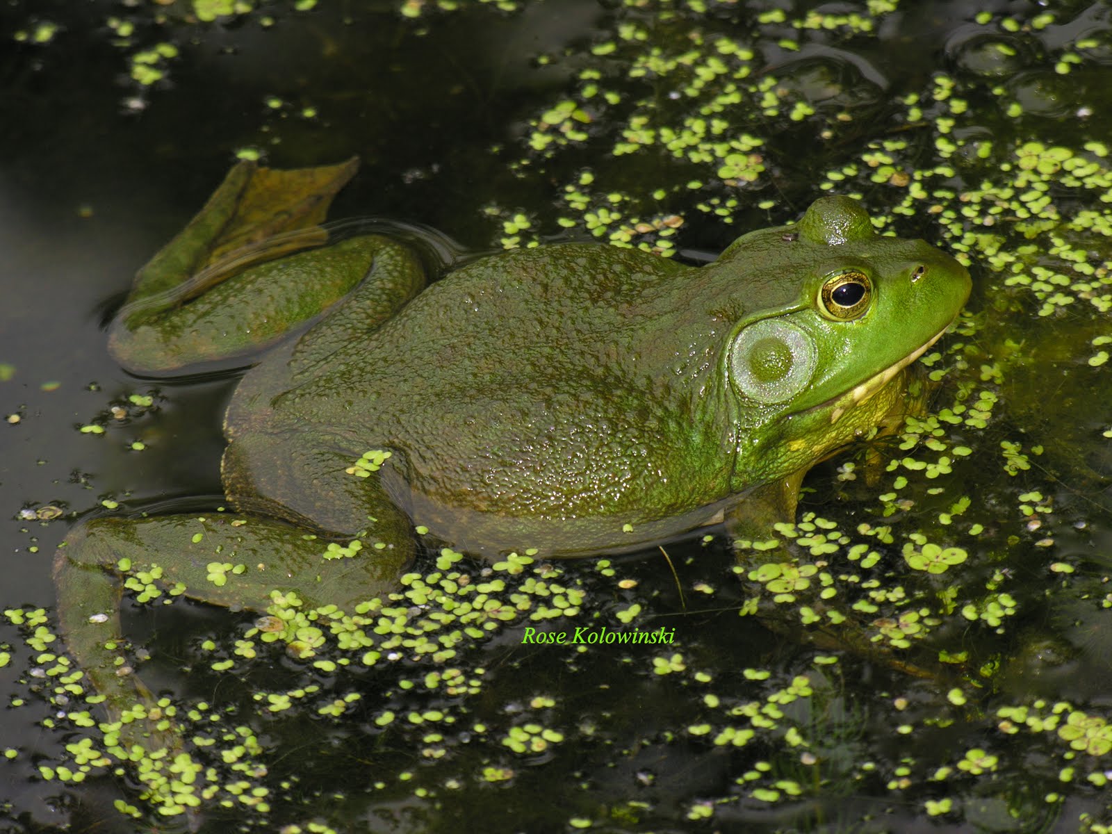 Nature By Rose: Mississippi River Bullfrog