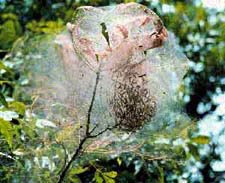 Giroud Tree and Lawn Blog: Unsightly Webs in Trees