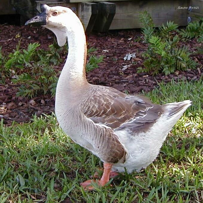 .Lilac Lane Cottage: Goosey Goosey Gander Part 2