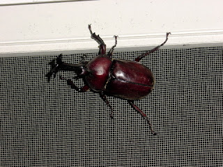 Japanese life in Japan: Japanese horned beetle of the scarab family ...