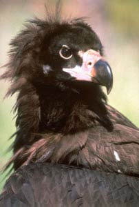 Ciència i més: El voltor negre supera el perill d’extinció en Andalusia