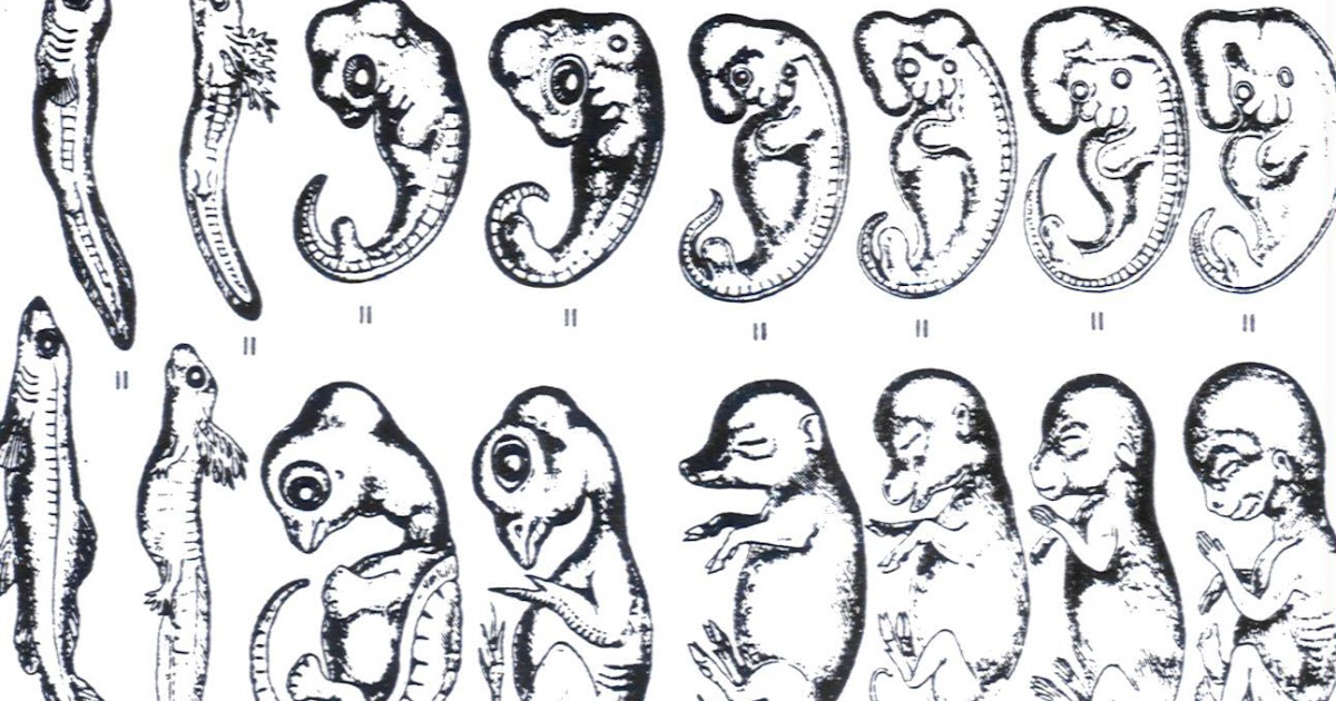 Fish Embryo Vs Human Embryo