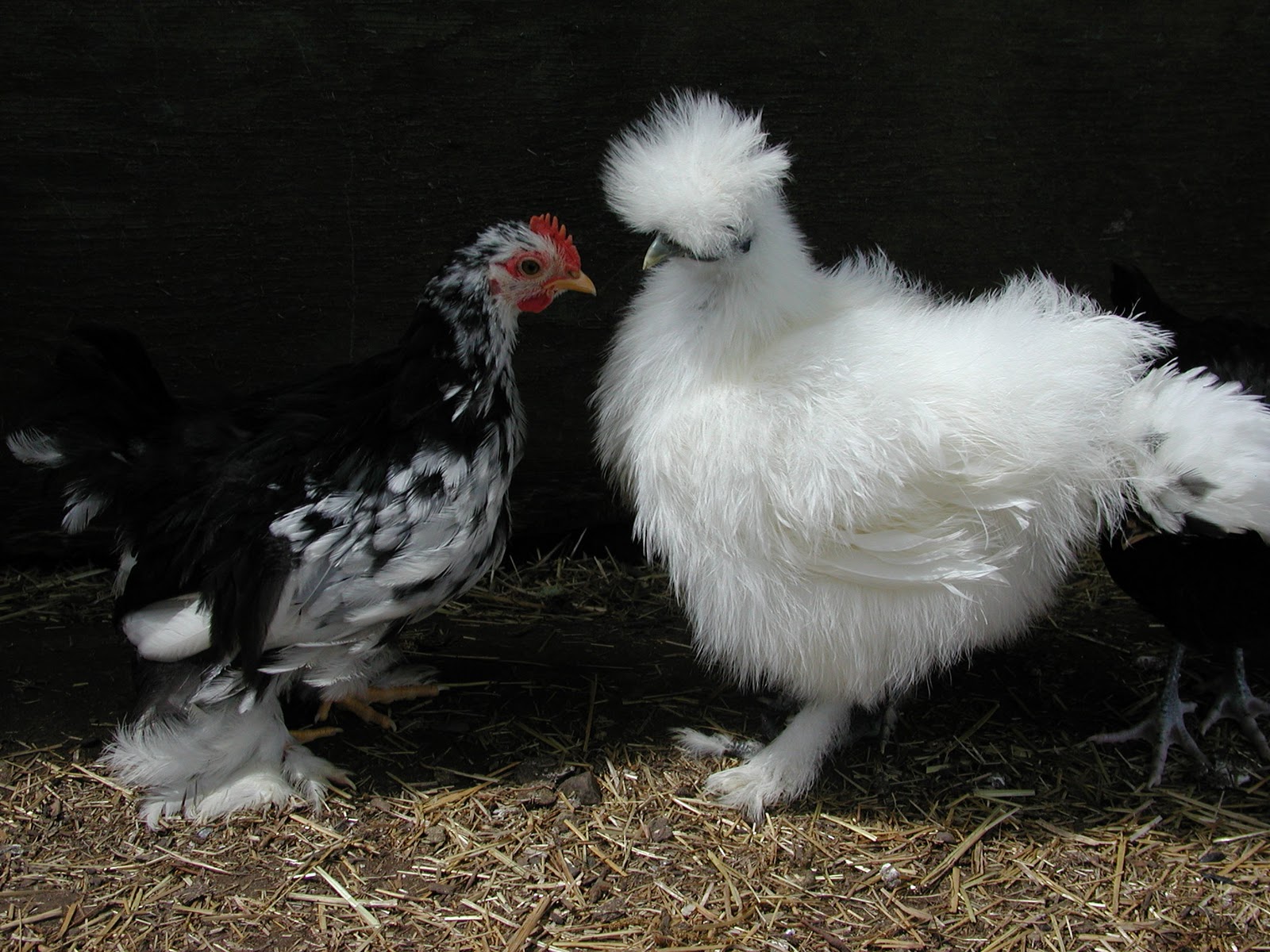 The Natural History of the Chicken - A Mountain Hearth