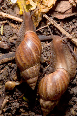 Talking pictures: January 2008