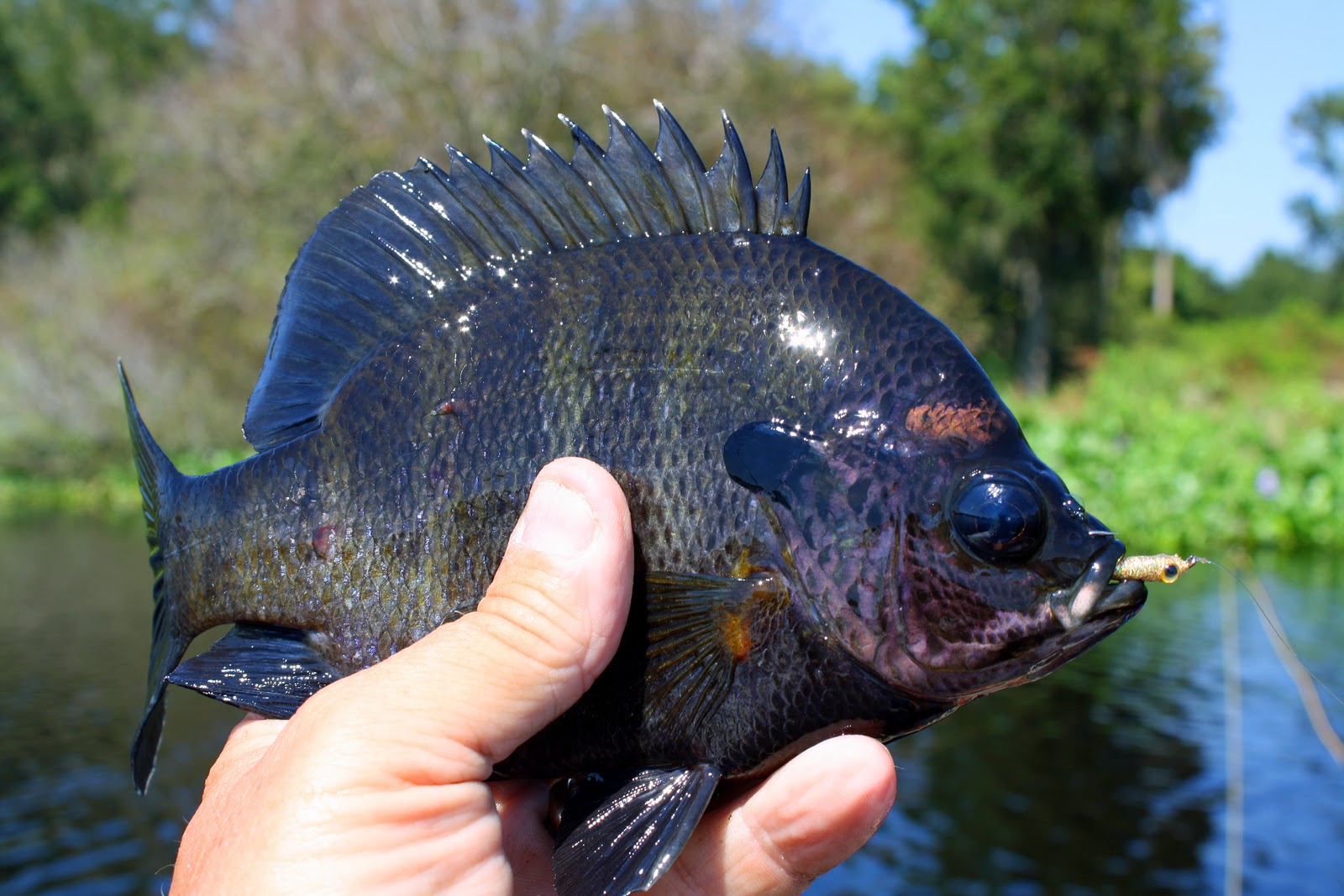 Southern Kayak Kronicles: Every day is different at beautiful Lake Manatee