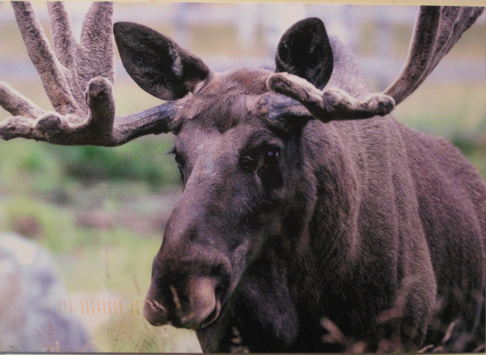 Hagaki Mawari: Finnish Moose