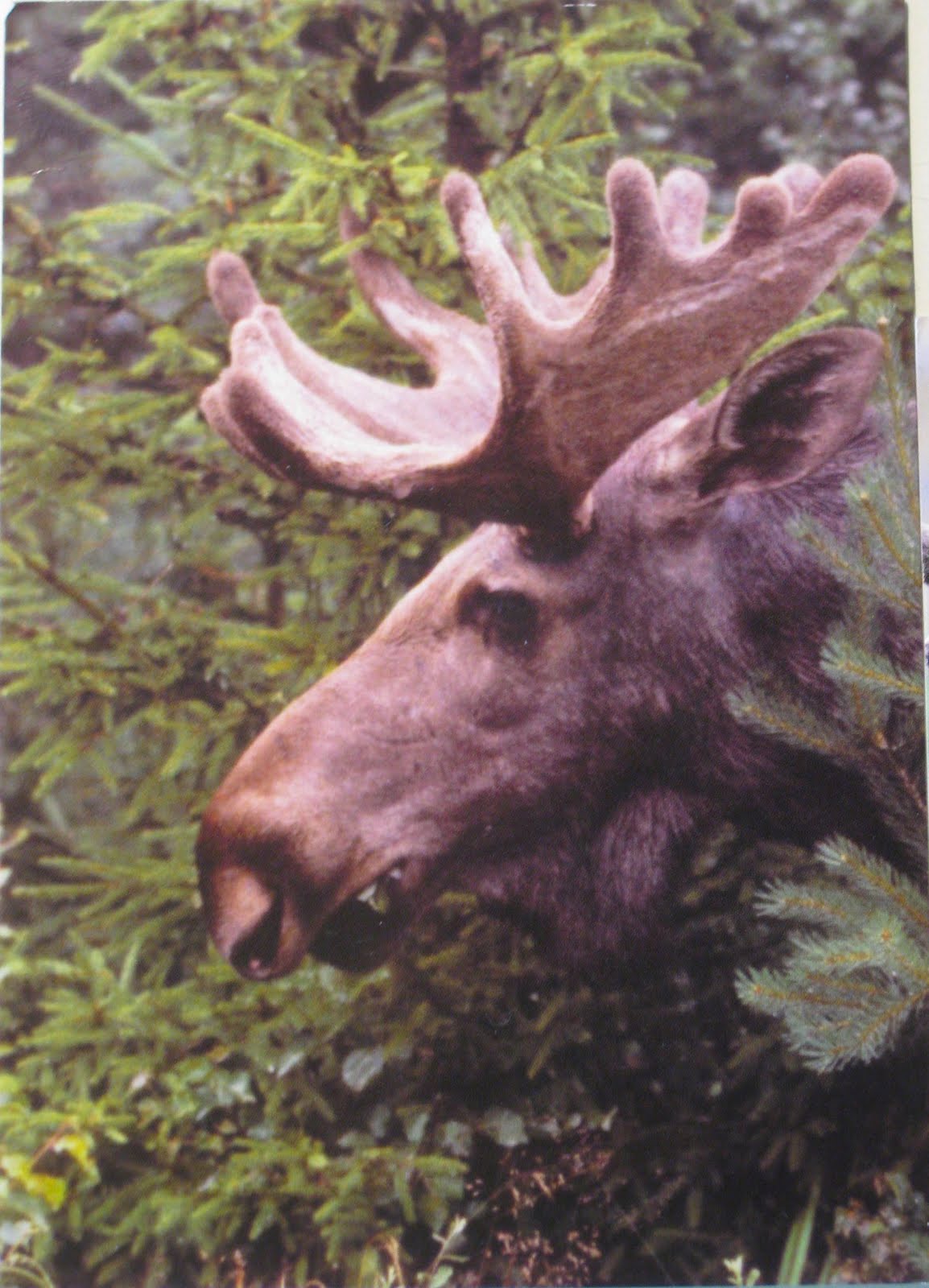 Hagaki Mawari: Finnish Moose