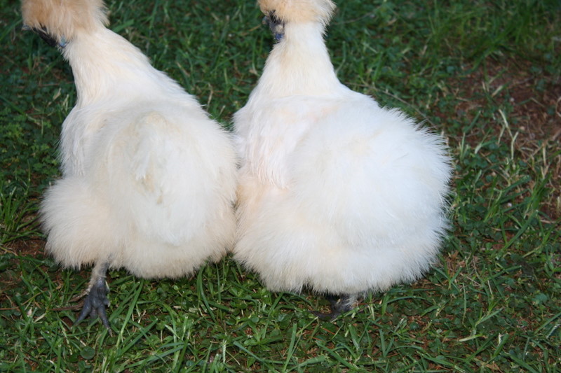 Timber and Tin: Chook chook choockens.....