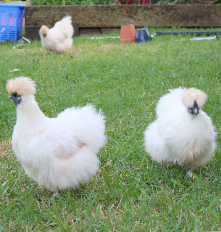 Timber and Tin: Chook chook choockens.....