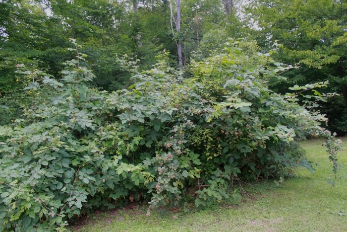 Reflections of katlupe: In Search Of The Wild Thorns - Black Raspberry