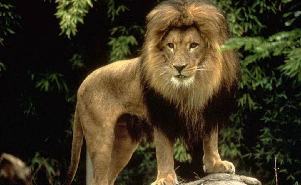 LOS ANIMALES DE LA SELVA: EL LEÓN