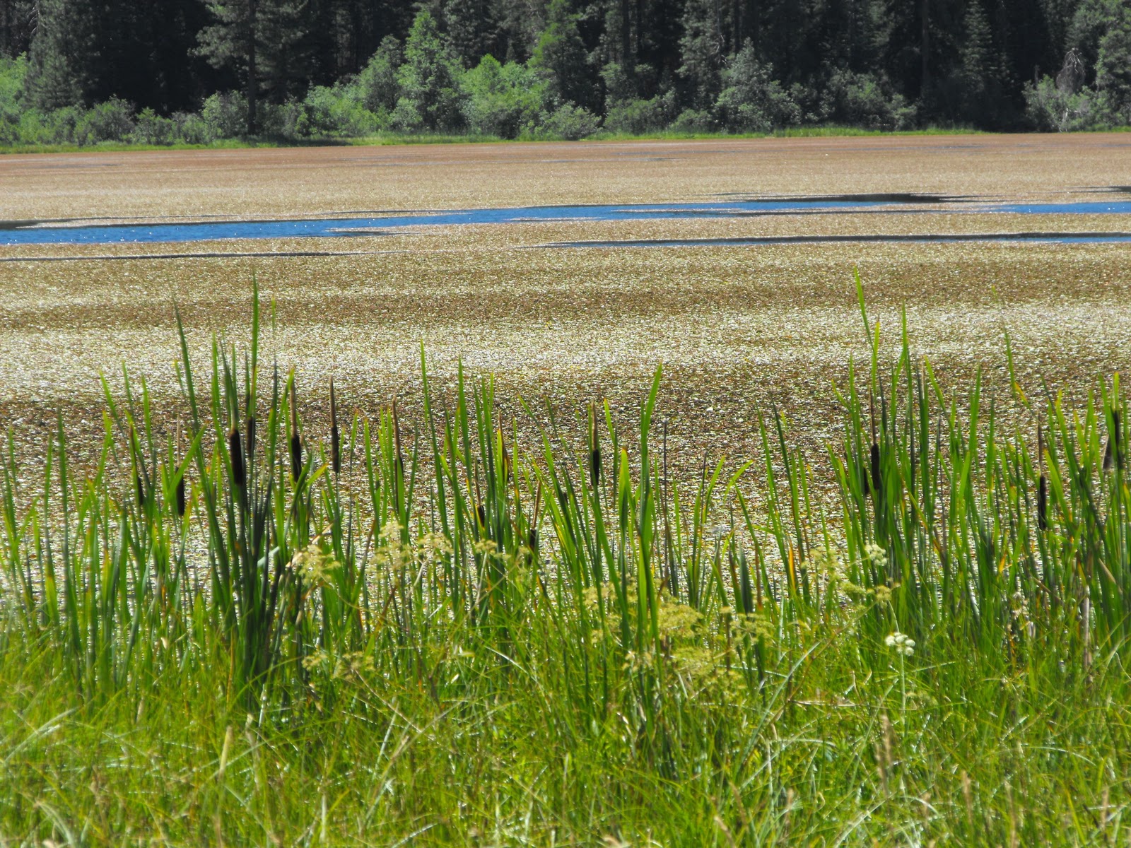 Our views of Northern California: Snake Lake in Plumas County