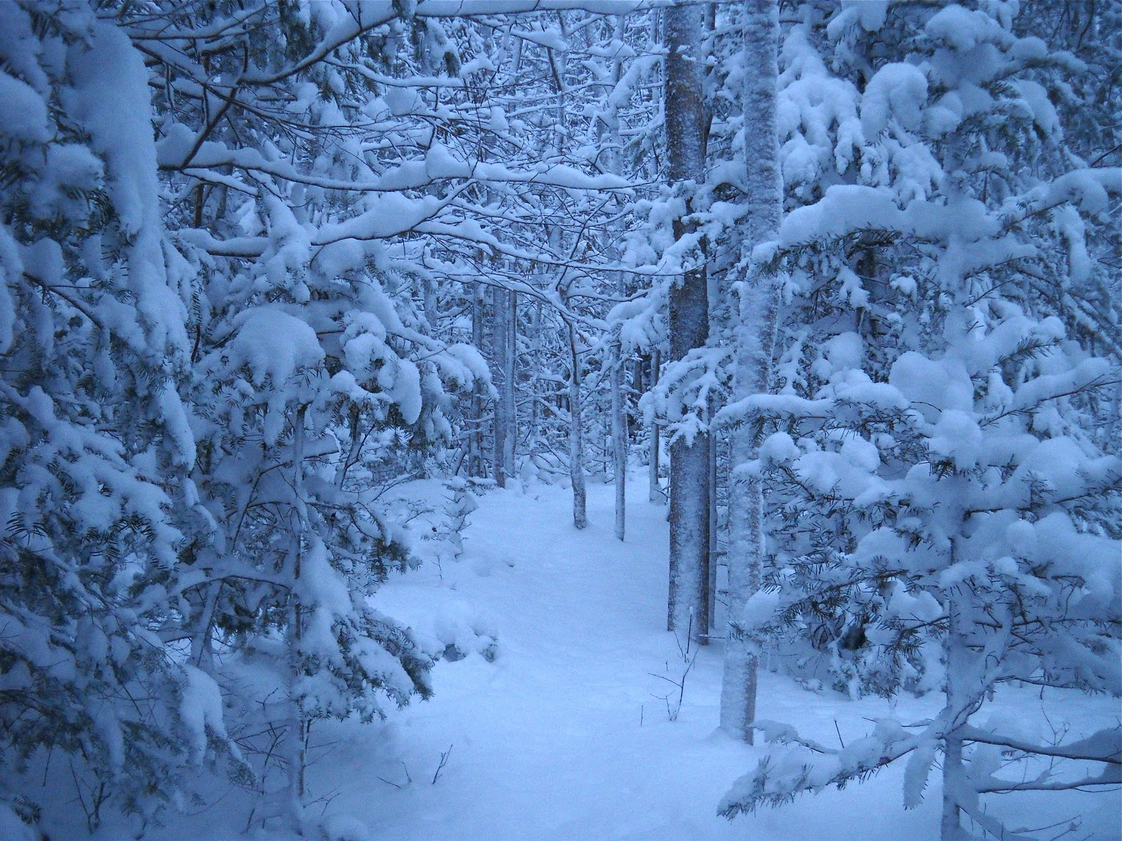 Remains of the Day: Walking in the Woods on a Snowy Evening*