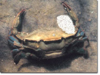 Blue Crab: Molting
