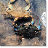 Blue Crab: Molting