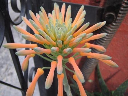 Saborearte entusiasma: Flores de sábila para soñar bonito