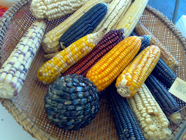 Saborearte entusiasma: Sobre el maíz y la milpa