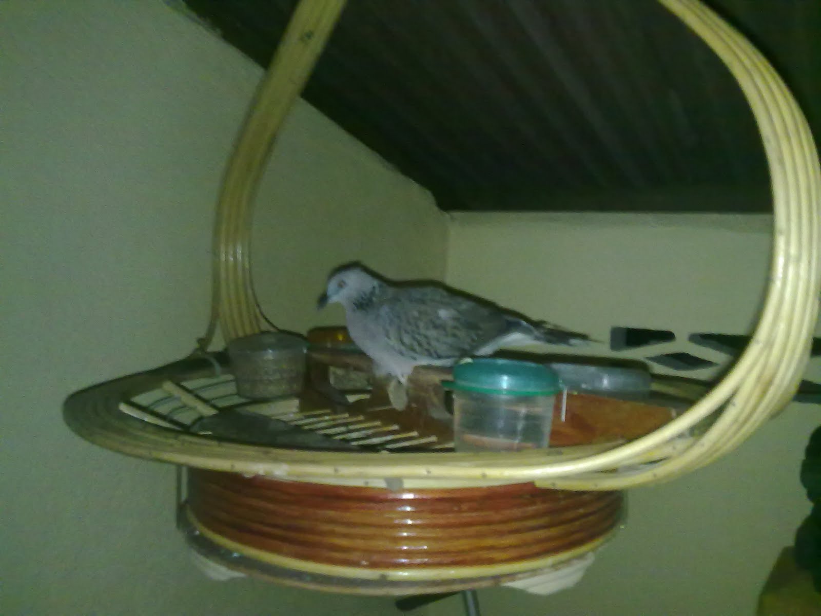 TEKUKUR n Merbuk.: BB tekukur dari Lumut