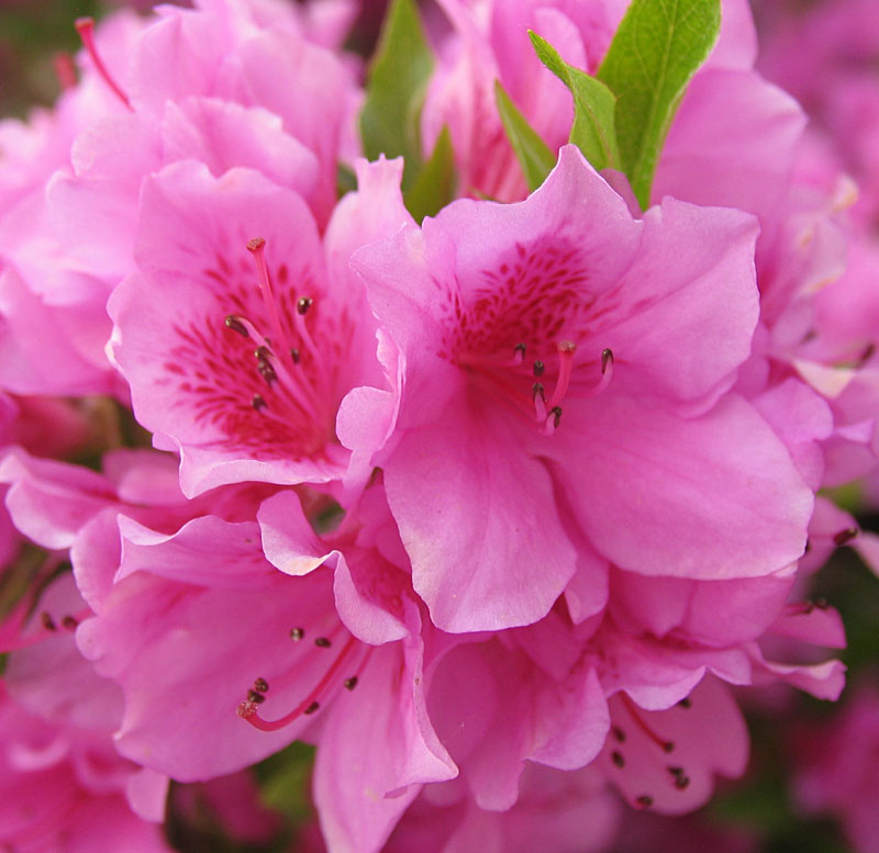 Poppular Photography: Pink Azalea