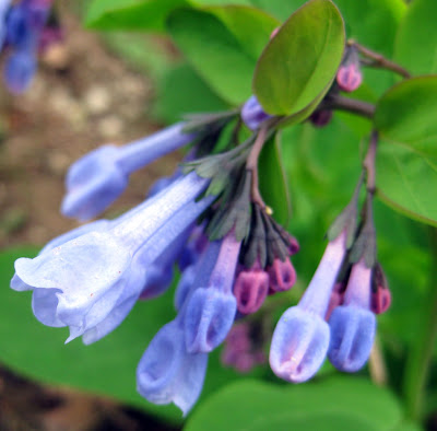 Poppular Photography: Virginia Blue Bell Flowers