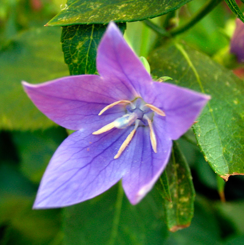 Poppular Photography: Purple Balloon Flower