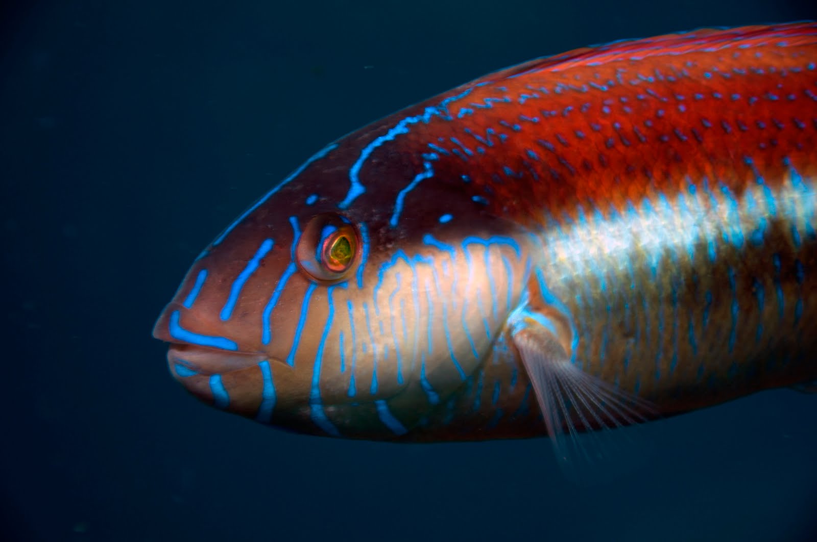 Over Down Under: Scuba Diving!