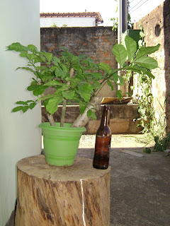 Folha de Orixá - Ewé Orisa: mudas de akoko