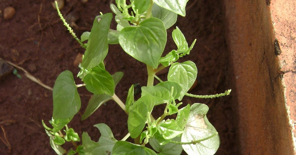 Folha de Orixa: oriri