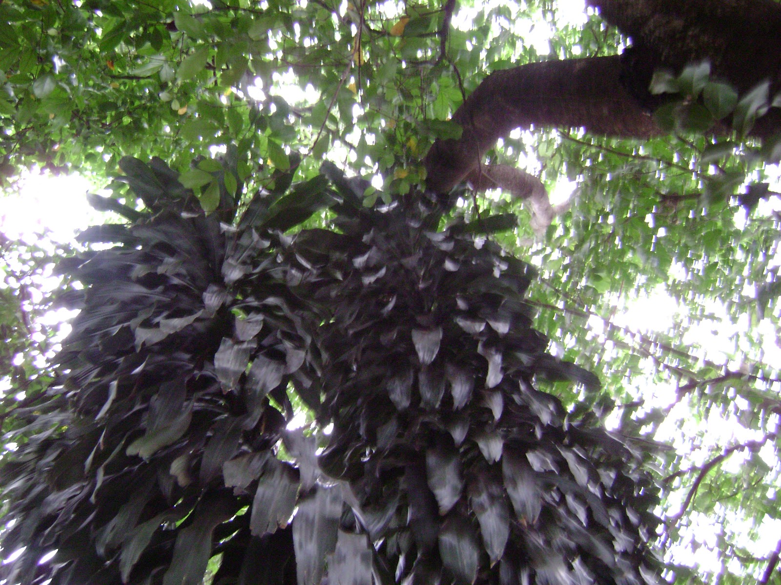 Folha de Orixá - Ewé Orisa