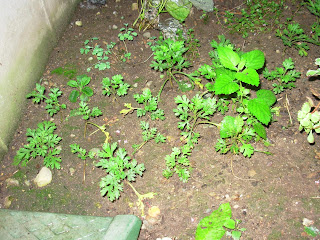 Marna's Gardens: How to pinch back Mums