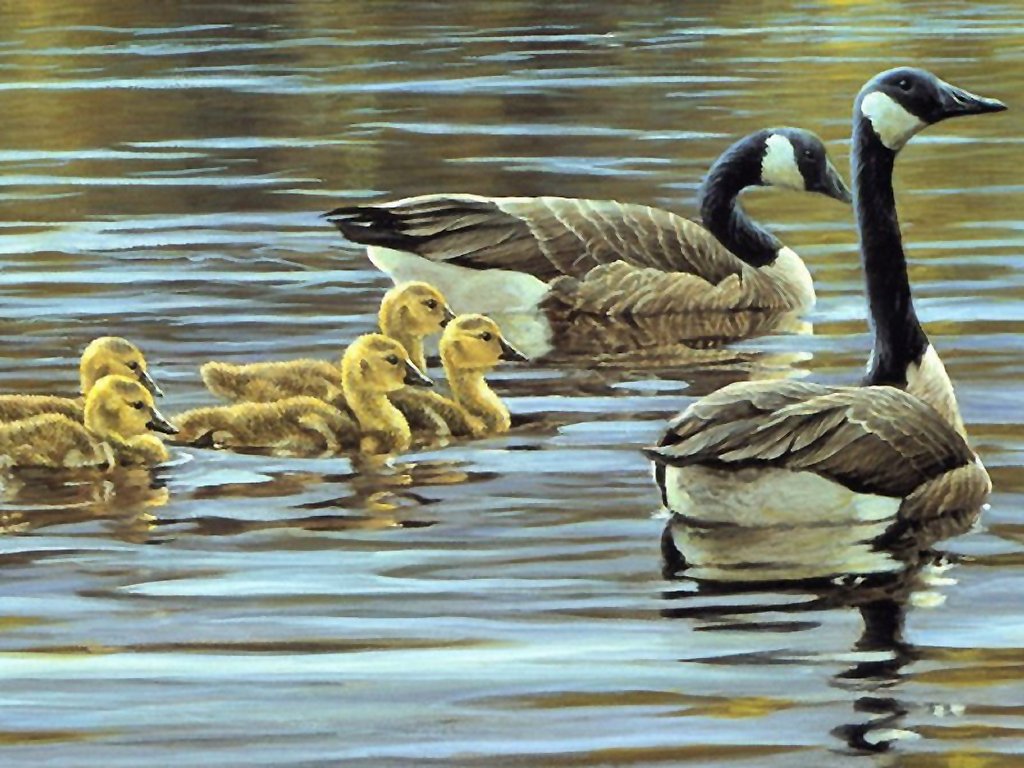 Patos tiernos - Imagui