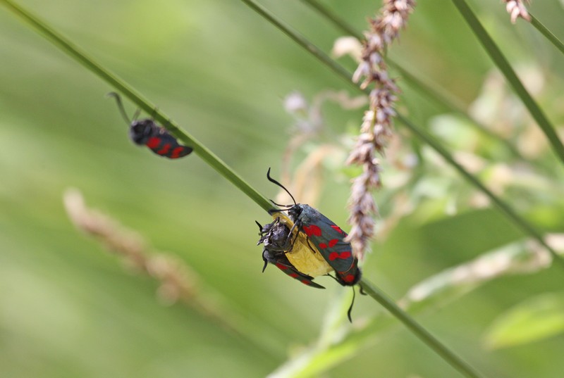Tricia's Tales: Birding? at Barnes.. or Insecting....