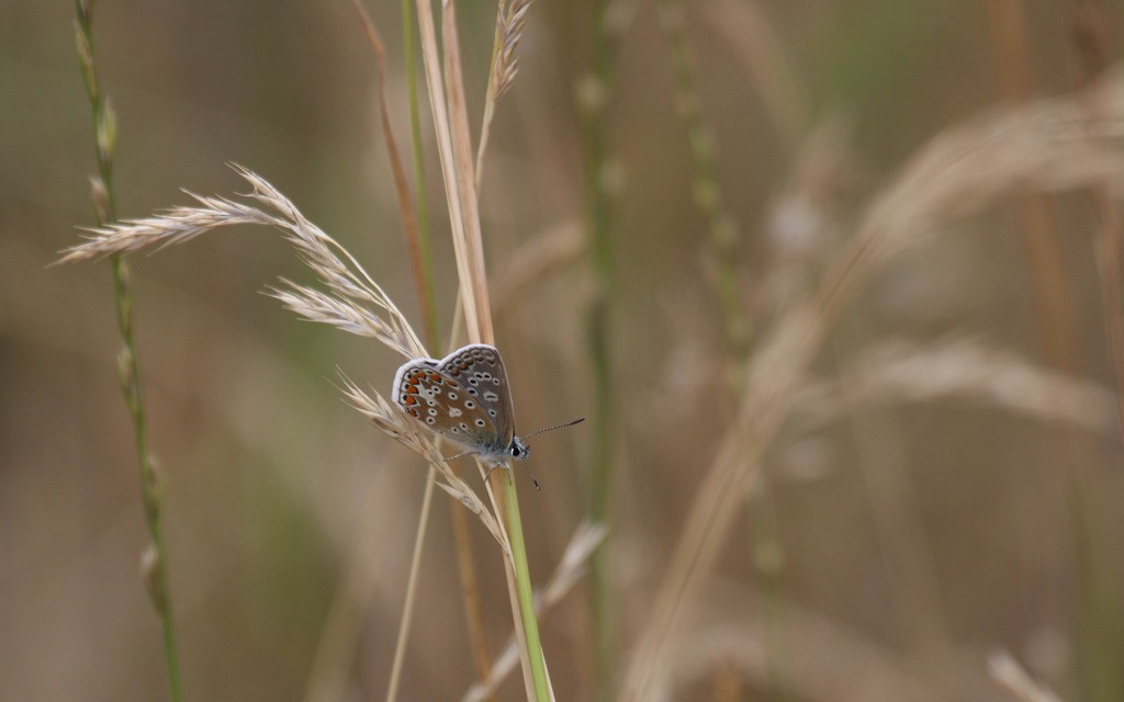 Tricia's Tales: London Wetland Centre - busy with insects.