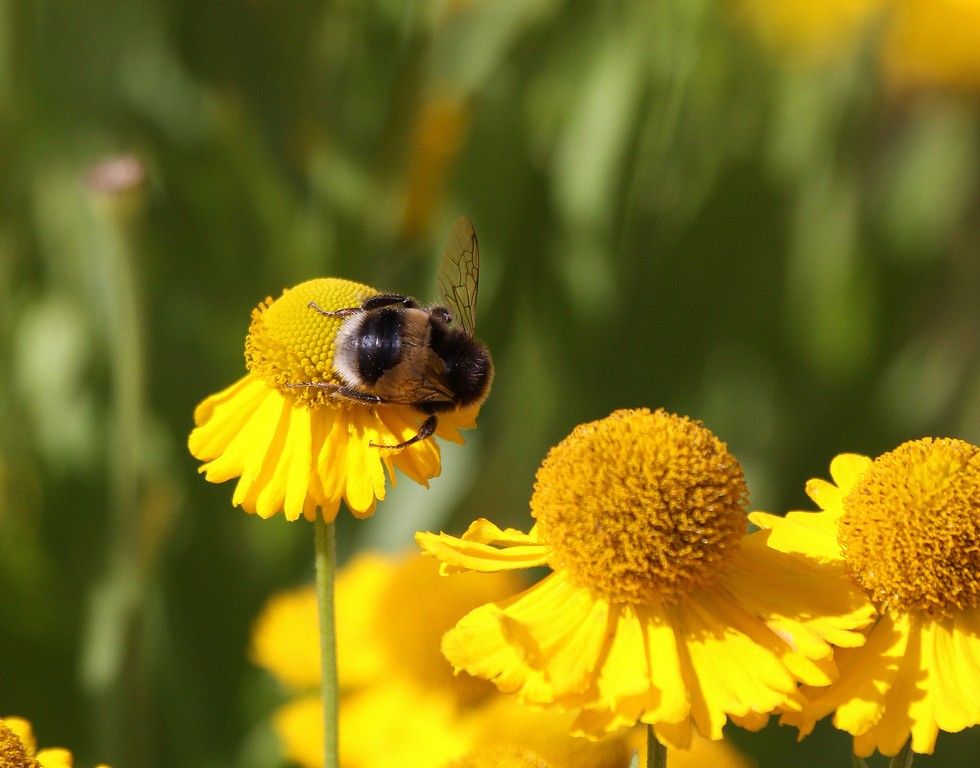 Tricia's Tales: London Wetland Centre - busy with insects.
