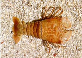 Experiments in Architecture: QLD: Seafood, crayfish and the Moreton Bay Bug