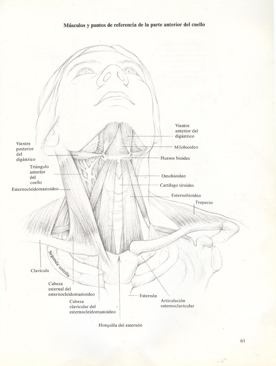 Samuel Velarde Solari: Estructura osea y muscular del rostro y cuello