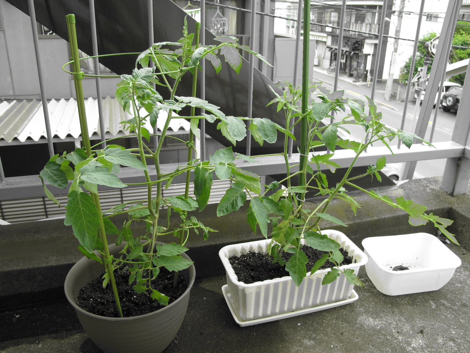 moshi moshi anone: plant and you shall reap