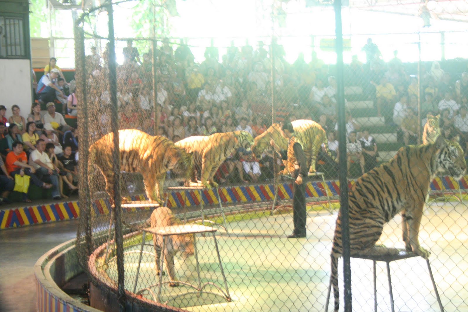 Tiger Show @ Bangkok, Thailand | My Diary