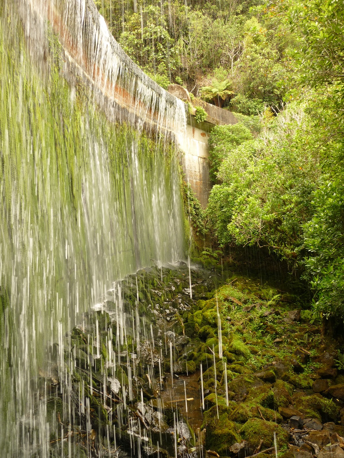 perette's news in NZ 2: Akatarawa forest