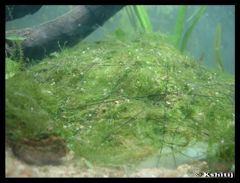 Aquatic Plants for India: Growing Stringy moss