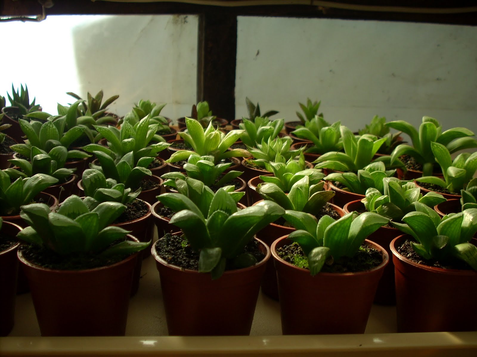 VIVERO SANSSOUCI: Pedido de Plantas para PUNTA ARENA